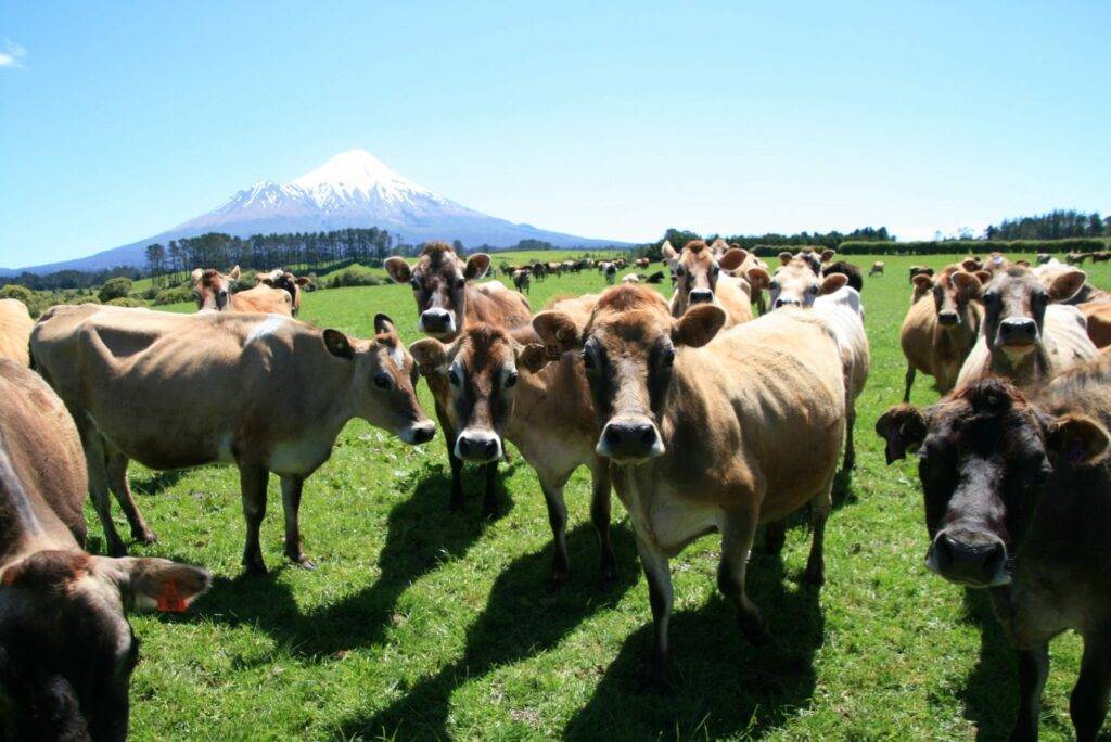 Best Farms for Sale Taranaki 2025 | Farms for Sale Taranaki
