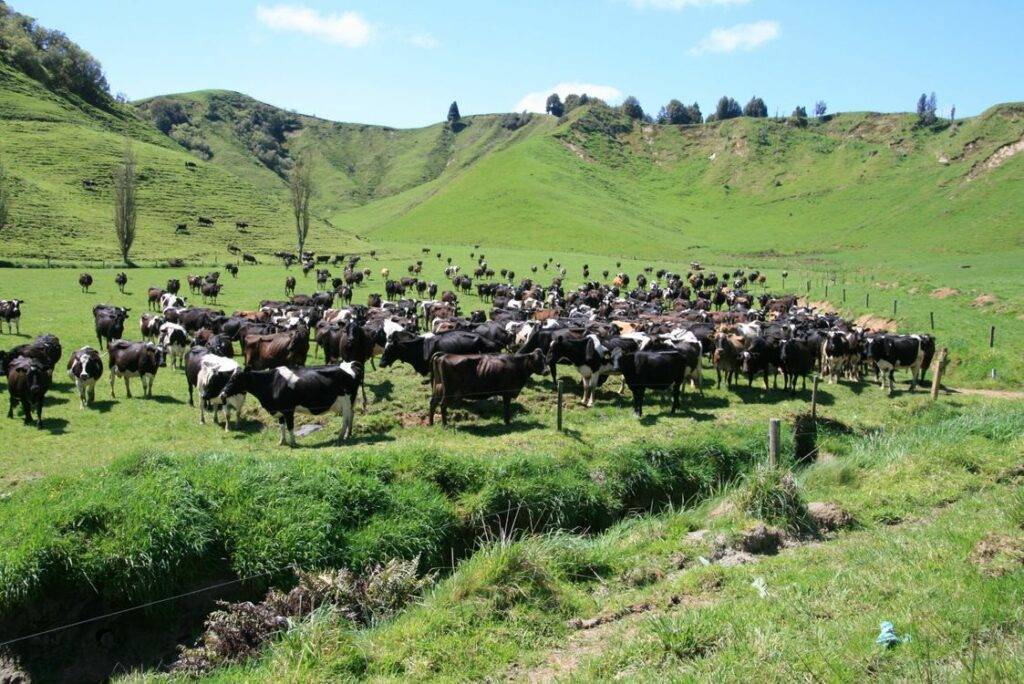 Best Farms for Sale Taranaki 2025 | Farms for Sale Taranaki