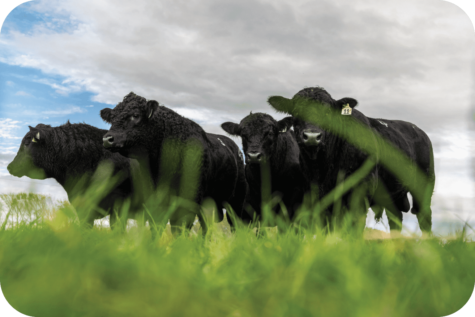 Raising Angus Cattle in New Zealand 2025