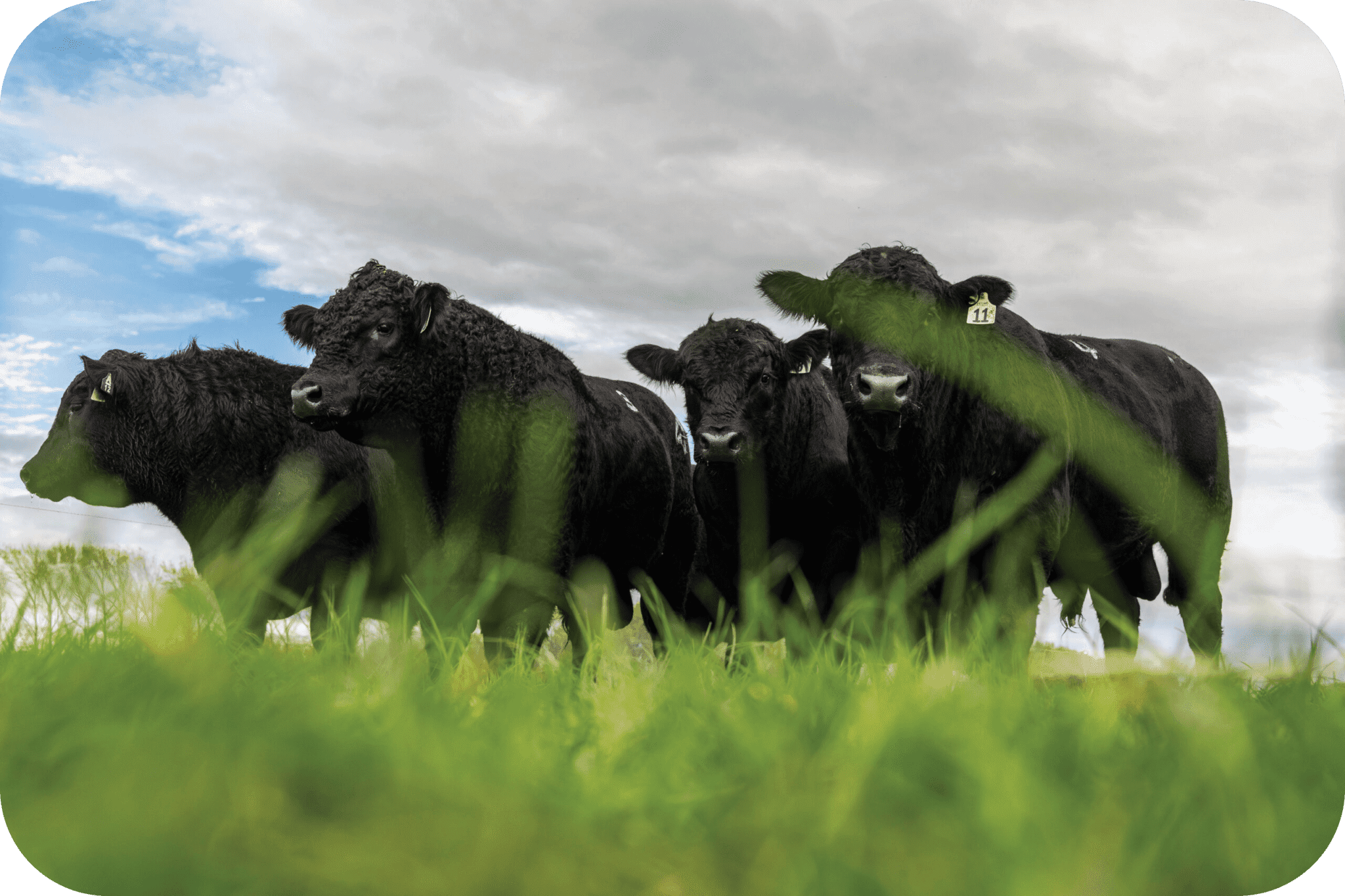 Raising Angus Cattle in New Zealand 2025