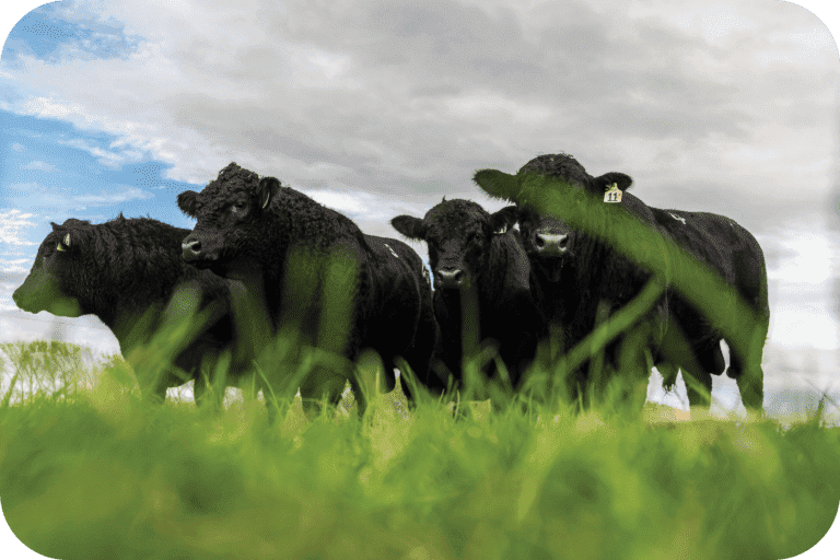 Raising Angus Cattle in New Zealand 2025